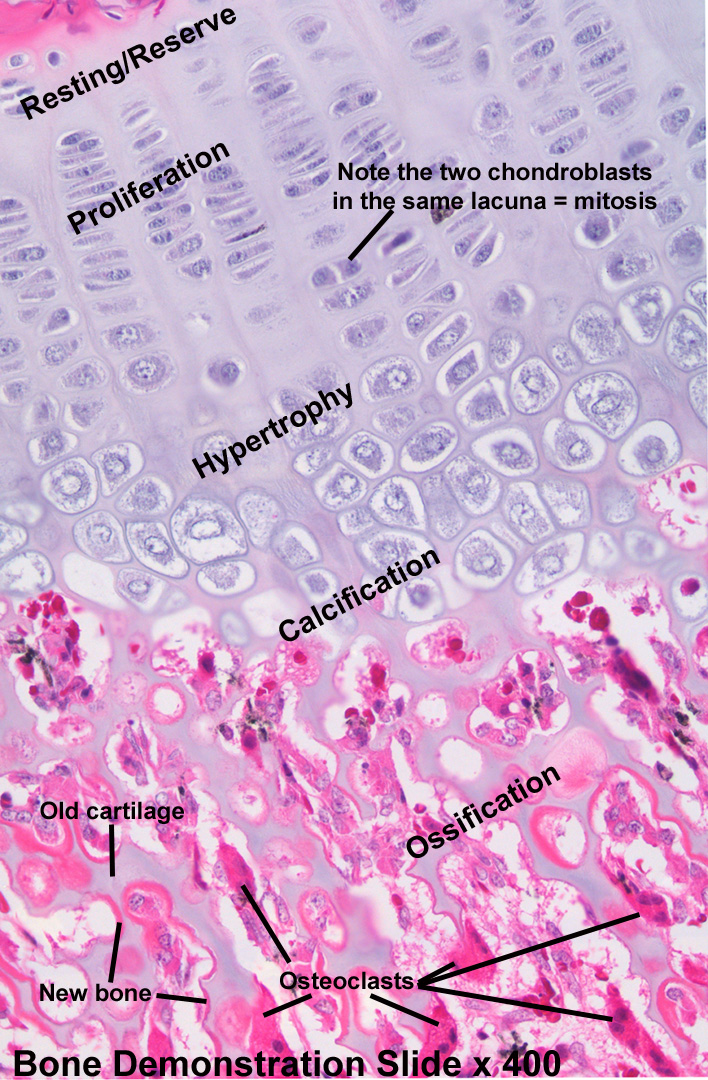 Cartilage - Basic Science - Orthobullets