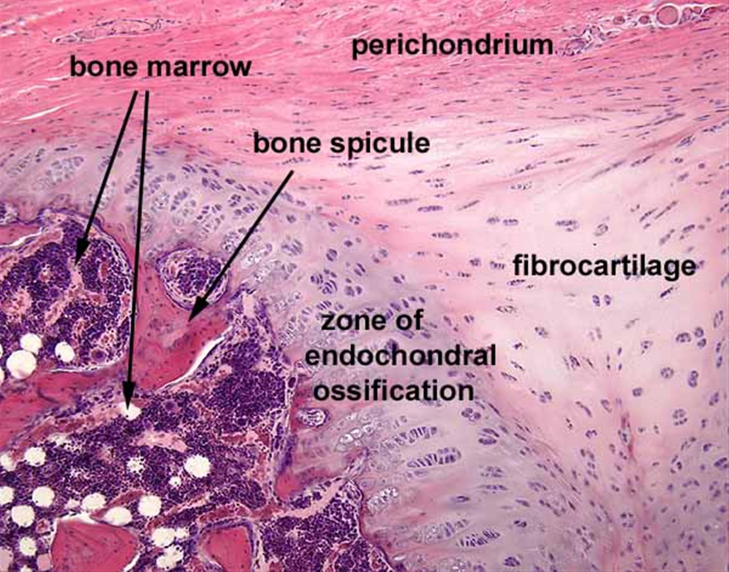 Cartilage - Basic Science - Orthobullets